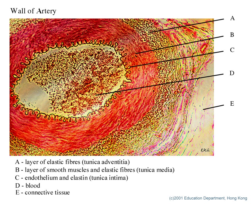 Mammalian organs and tissues