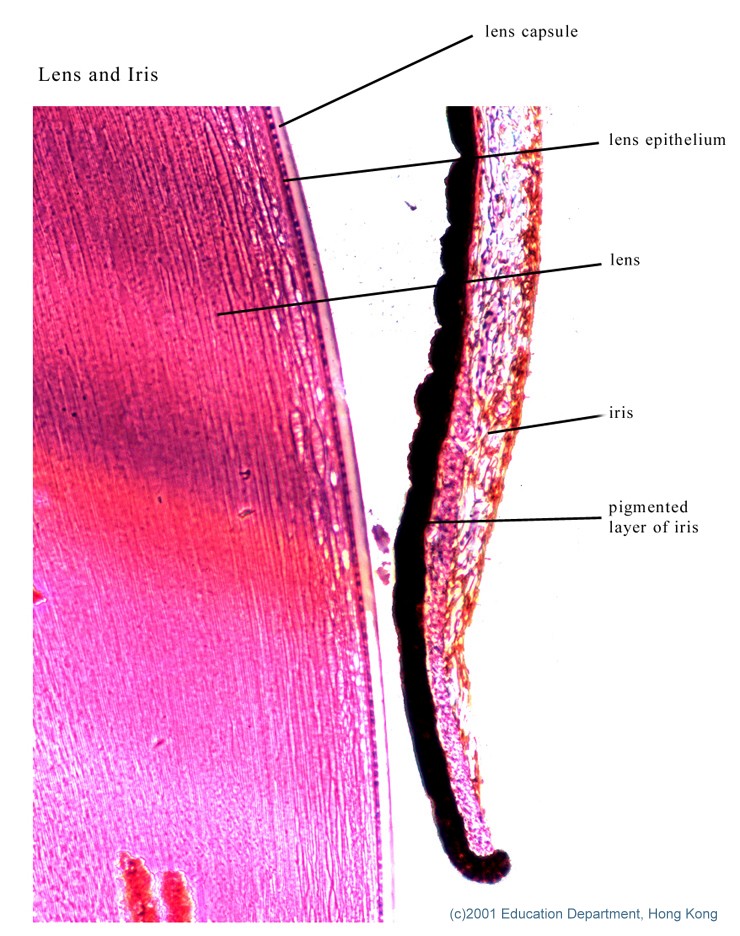 Mammalian organs and tissues