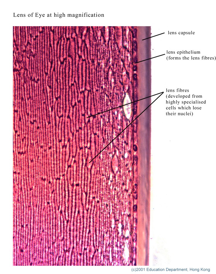 Mammalian organs and tissues