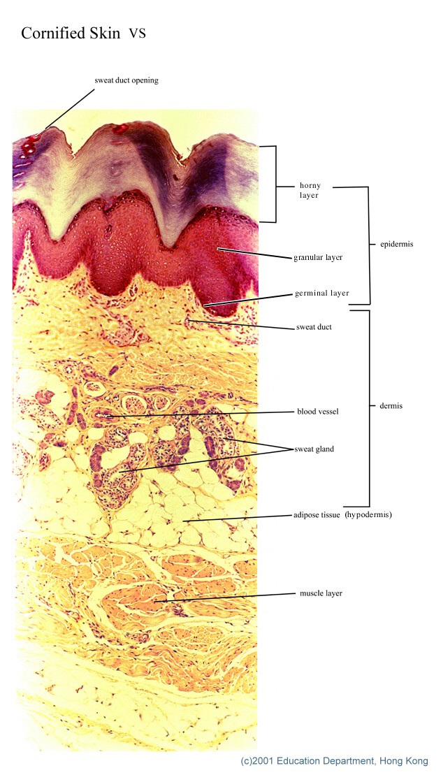 Mammalian organs and tissues