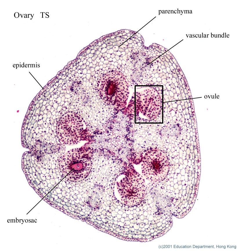 Ovary Plant Diagram