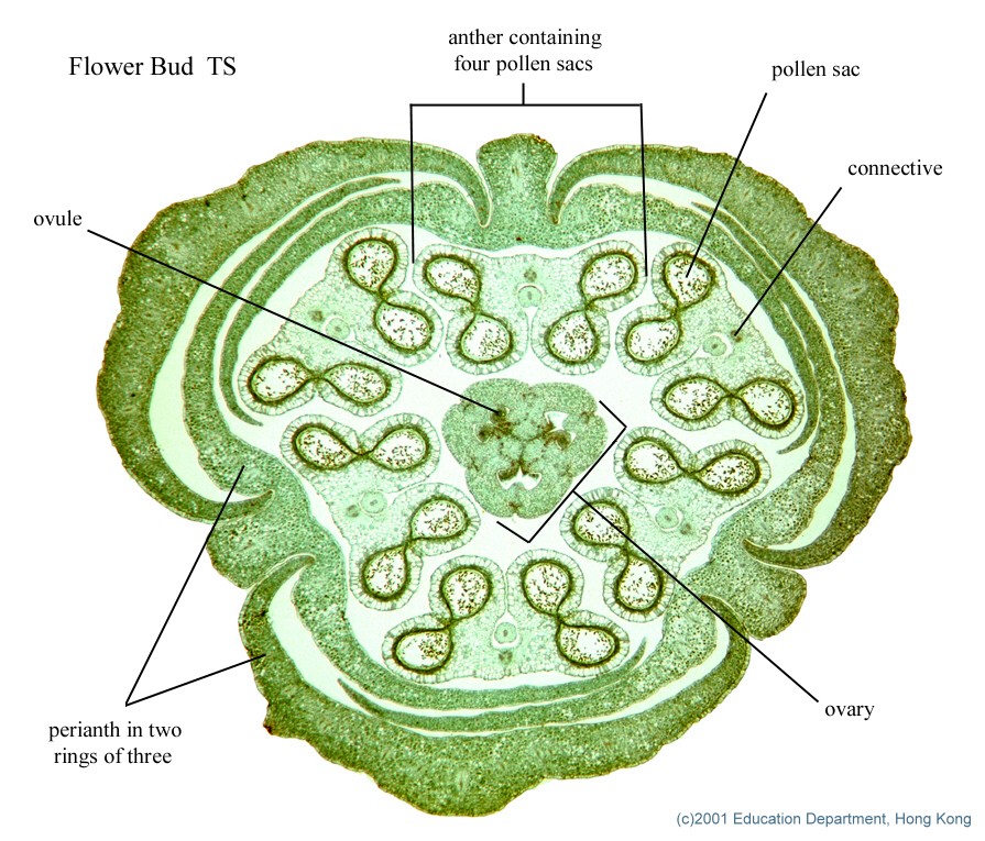 Reproductive structures